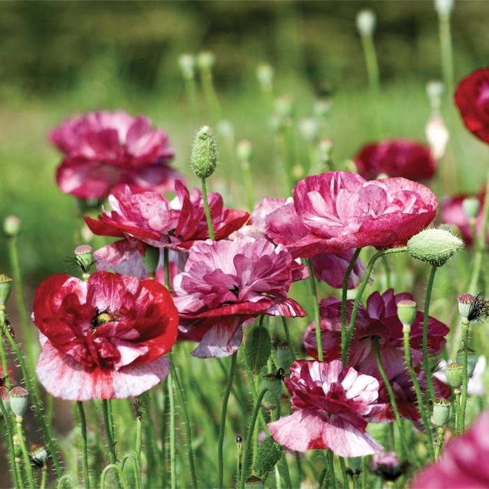 Pandora Poppy